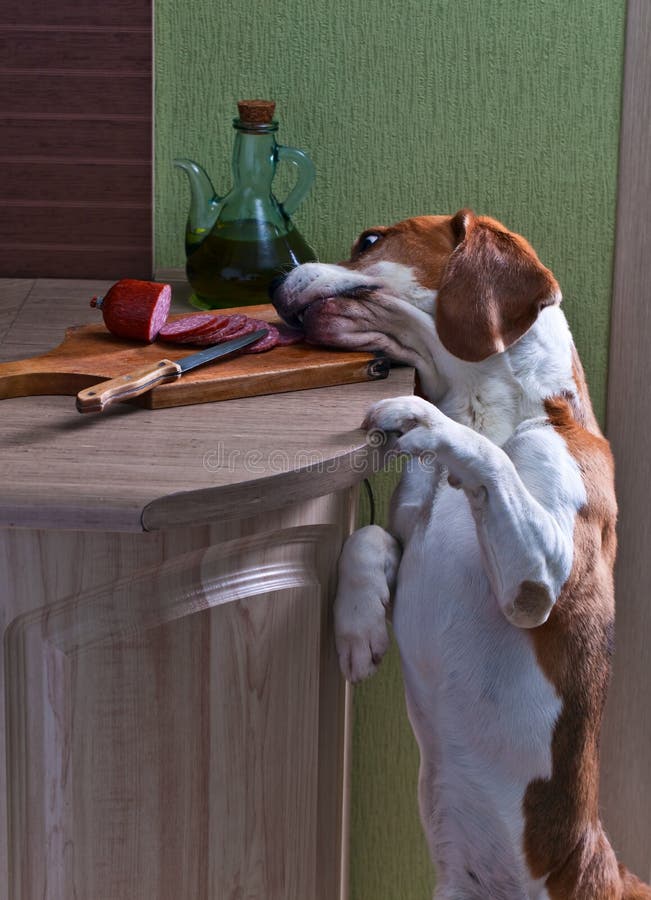 Beagle in kitchen stock photo. Image of kitchen, hungry - 60285502