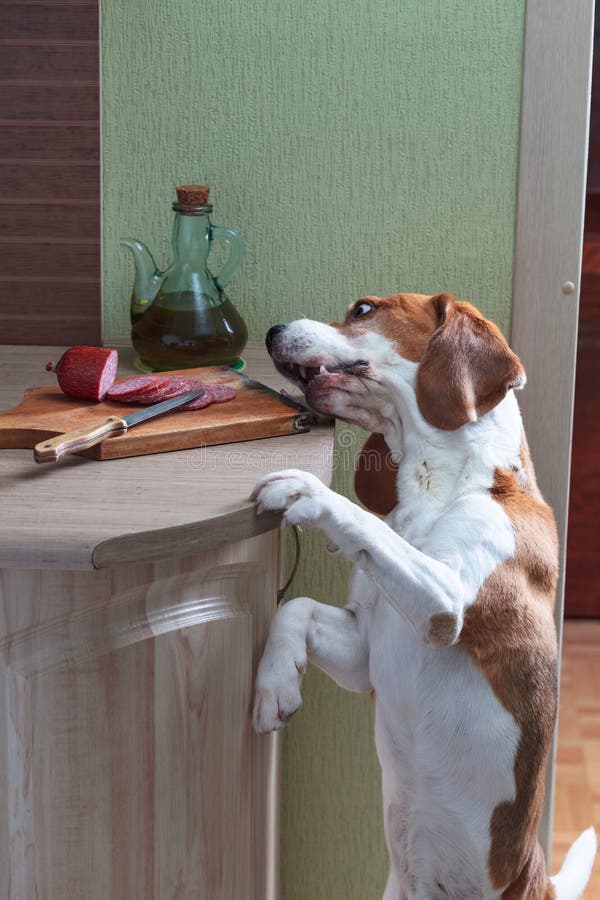Hungry Beagle Steals Sausage from the Table Stock Image - Image of ...