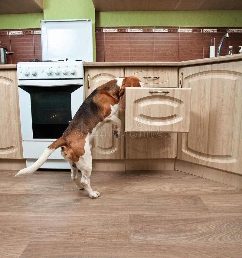 Beagle in kitchen stock photo. Image of milk, domestic - 35731304
