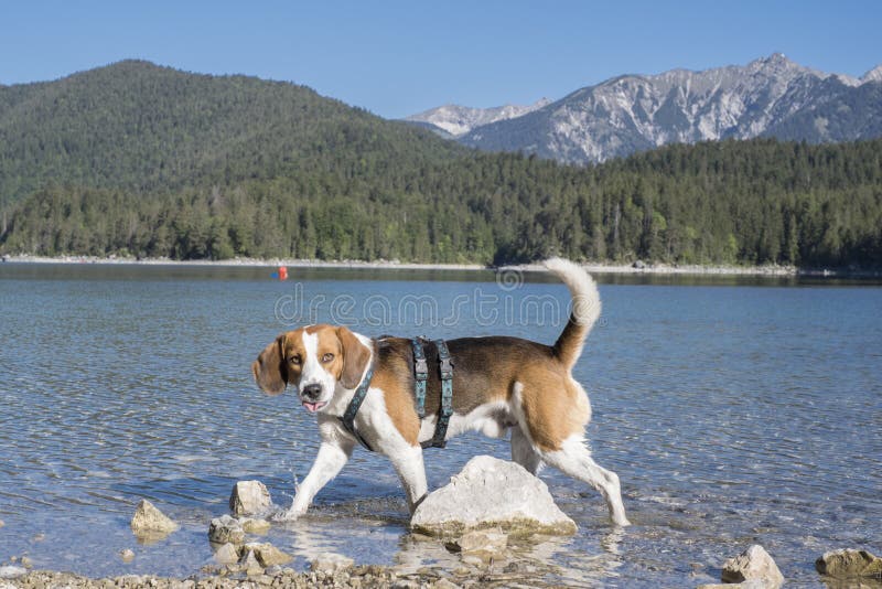 Beagle at lake Eibsee stock image. Image of lake, partenkirchen - 185762075