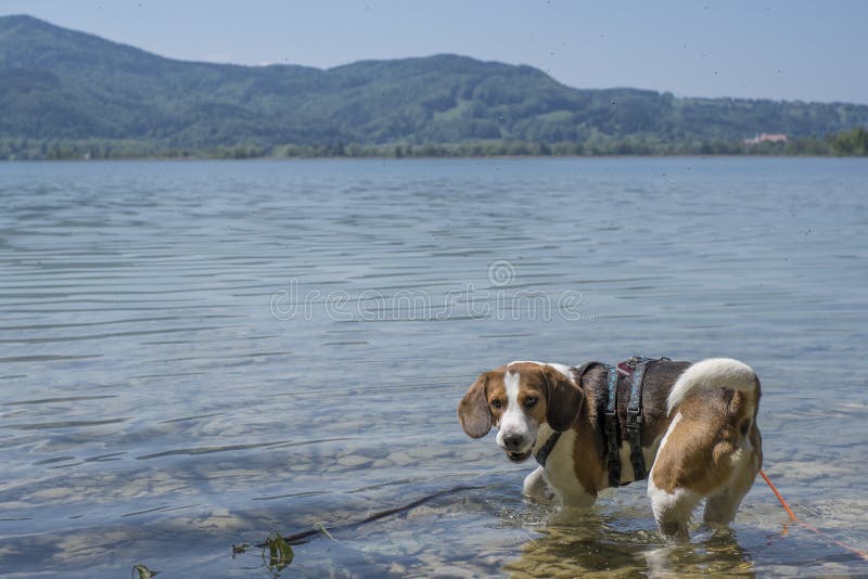 Beagle in the lake stock photo. Image of lake, landscape - 186216468