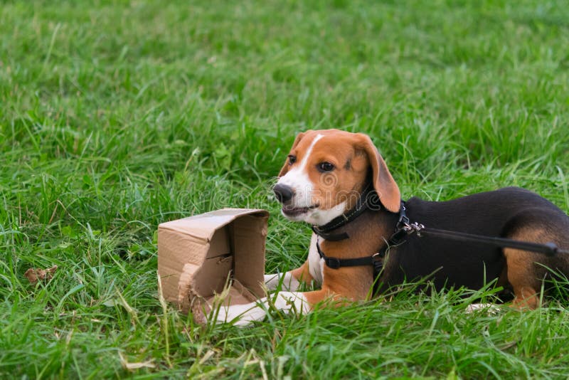 The Beagle on the Lawn Nibbles on a Cardboard Box, the Puppy Plays ...