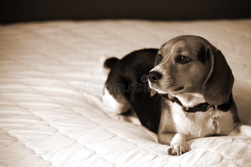 Beagle laying on bed stock photo. Image of beagle, sepia - 38869670