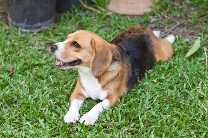 142 Cute Beagle Puppy Laying Down Stock Photos - Free & Royalty-Free ...