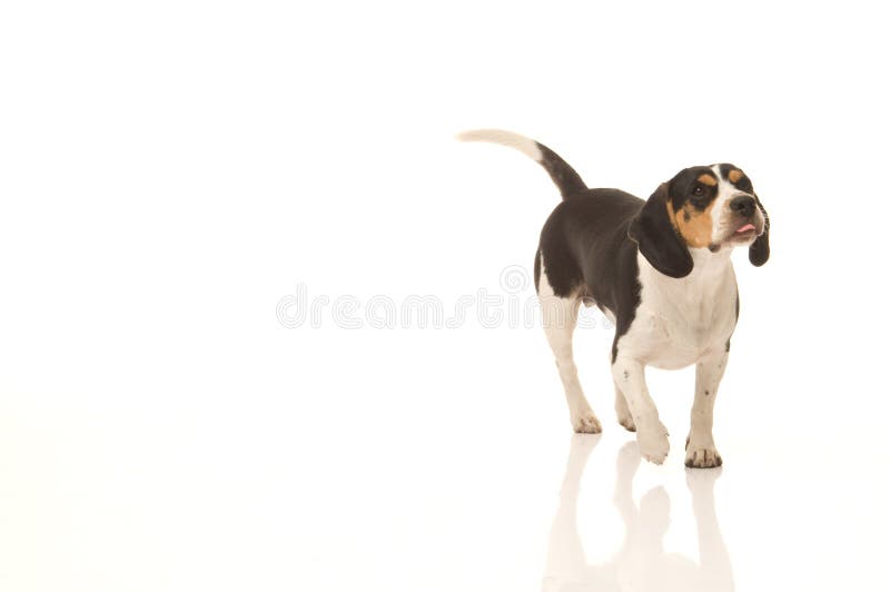 Beagle look up stock photo. Image of hound, cute, breed - 11693054