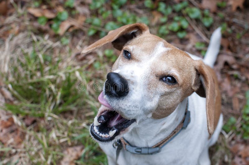 Beagle Looking Up stock photo. Image of mouth, looking - 116834962