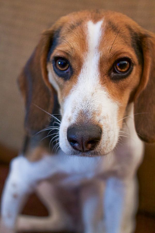 Beagle looking straight stock photo. Image of looking - 175097430
