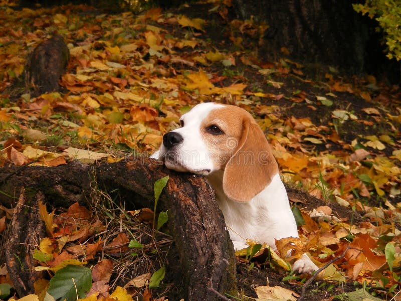 Beagle in autumn forest stock photo. Image of brown, beagle - 30290226