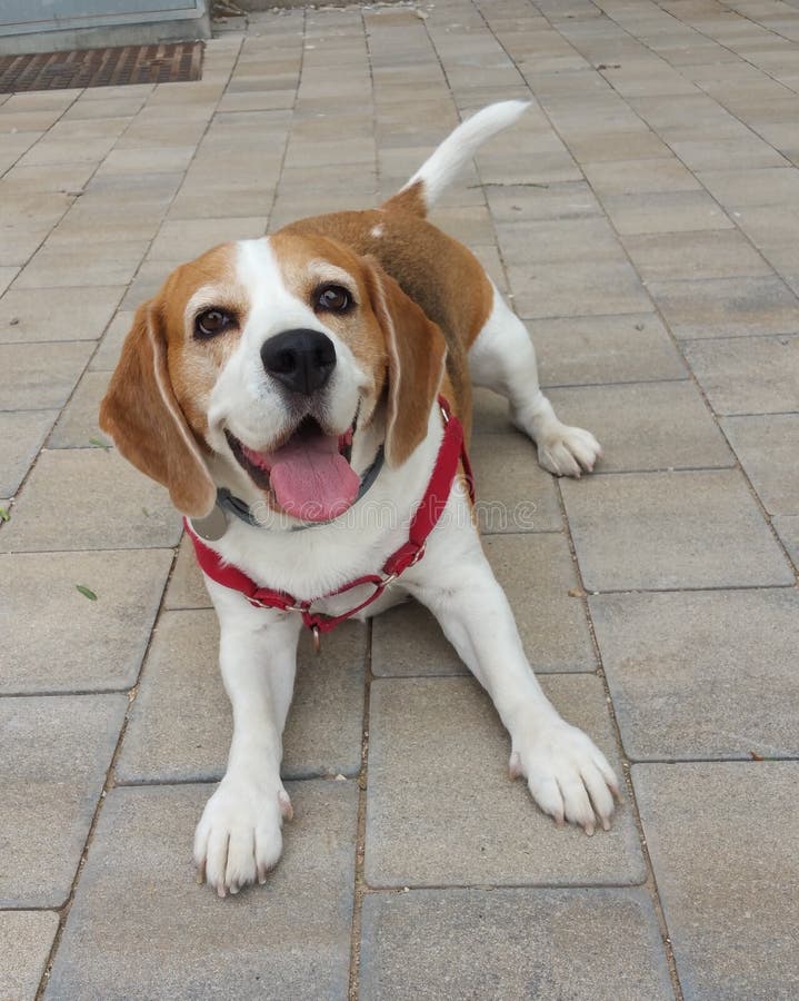 Beagle lying in park stock image. Image of legs, ball - 126733087