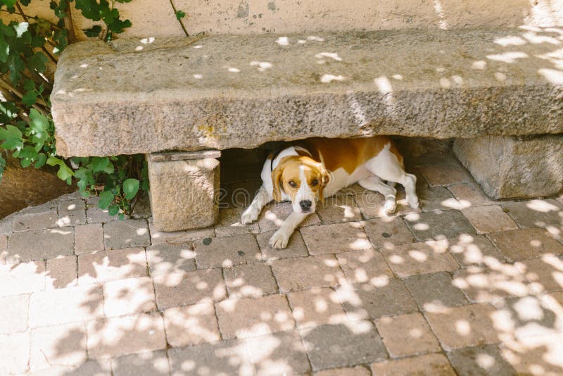 Beagle Lying Under a Stone Bench in a Rustic Village. White and Brown ...