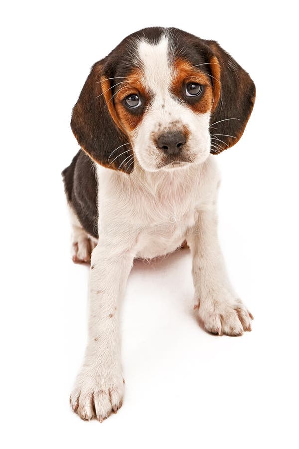 Beagle dog stock image. Image of funny, closeup, face - 22972961
