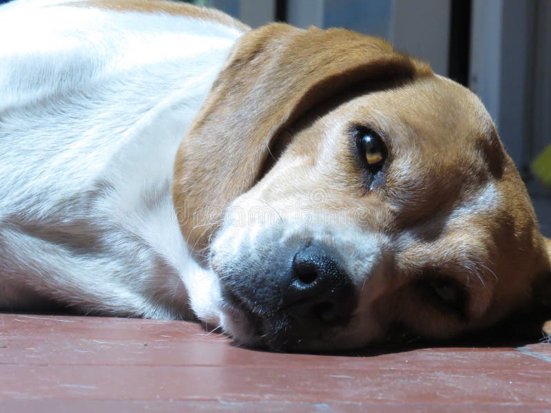 Tiny Beagle Puppy Wit Pitiful Eyes Stock Image - Image of puppy, hound ...