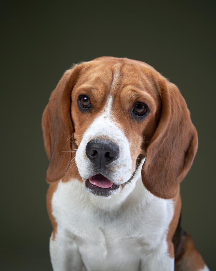 Beagle Open Mouth Attentive Expression Stock Photos - Free & Royalty ...