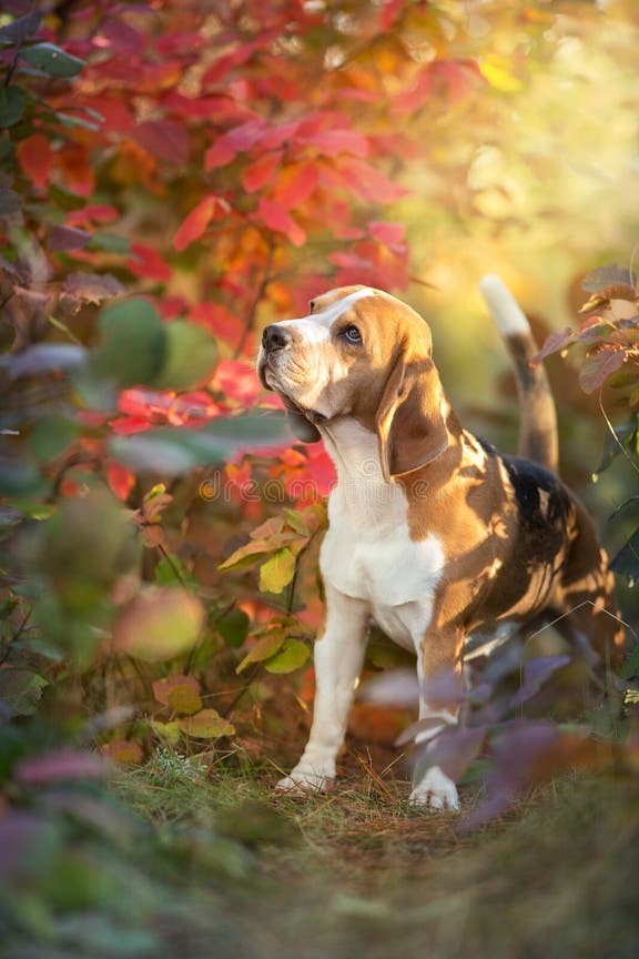 Beagle in fall leaves stock photo. Image of vegetable - 198142406