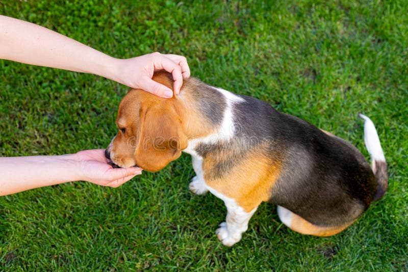 Beagle and owner outdoor stock image. Image of green - 149346593