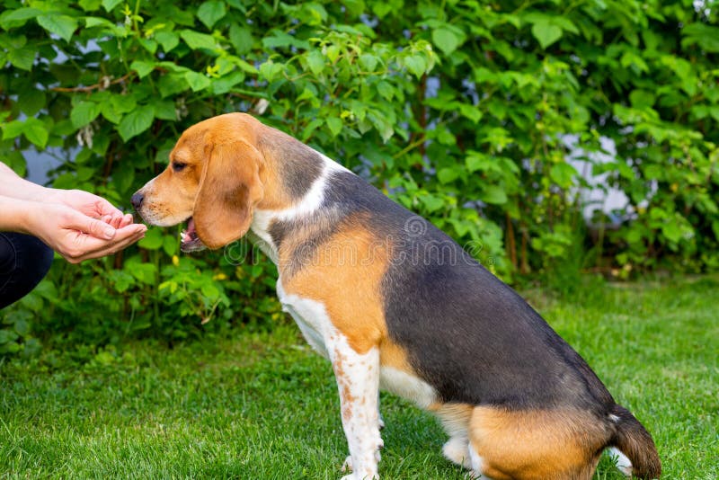 Beagle and owner outdoor stock photo. Image of breed - 149422168