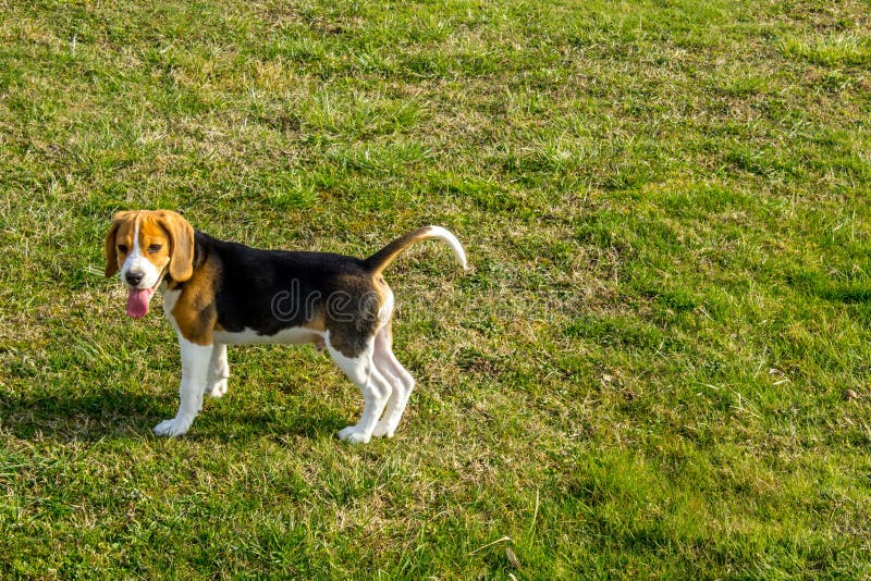 Beagle in the park stock photo. Image of floppy, grass - 53037388