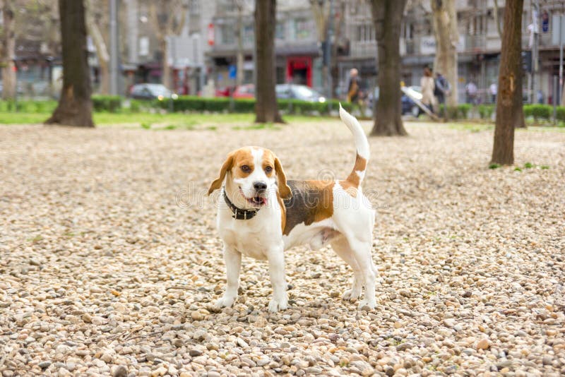 Beagle in park stock image. Image of action, nose, domestic - 39174679