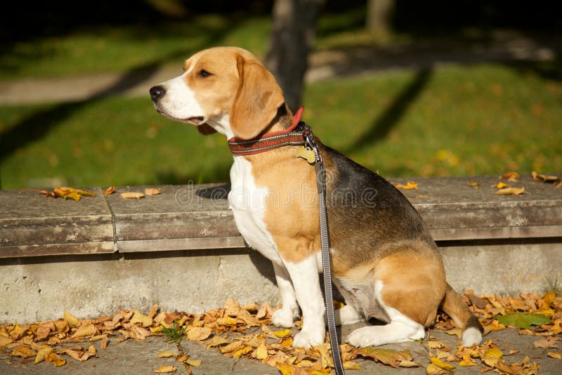 Beagle in park stock photo. Image of cute, canine, look - 38298626