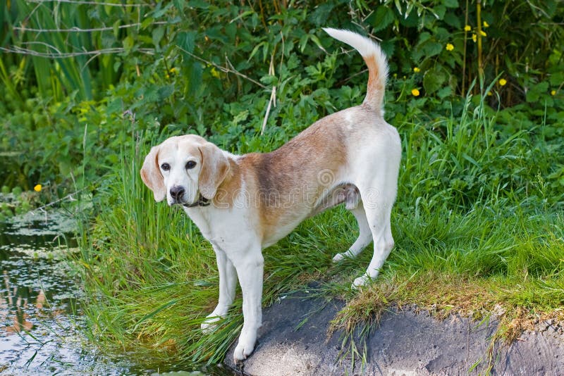 Beagle pies zdjęcie stock. Obraz złożonej z polowanie - 27785904