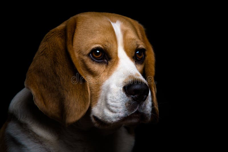 Beagle pies zdjęcie stock. Obraz złożonej z biały, pies - 14017004