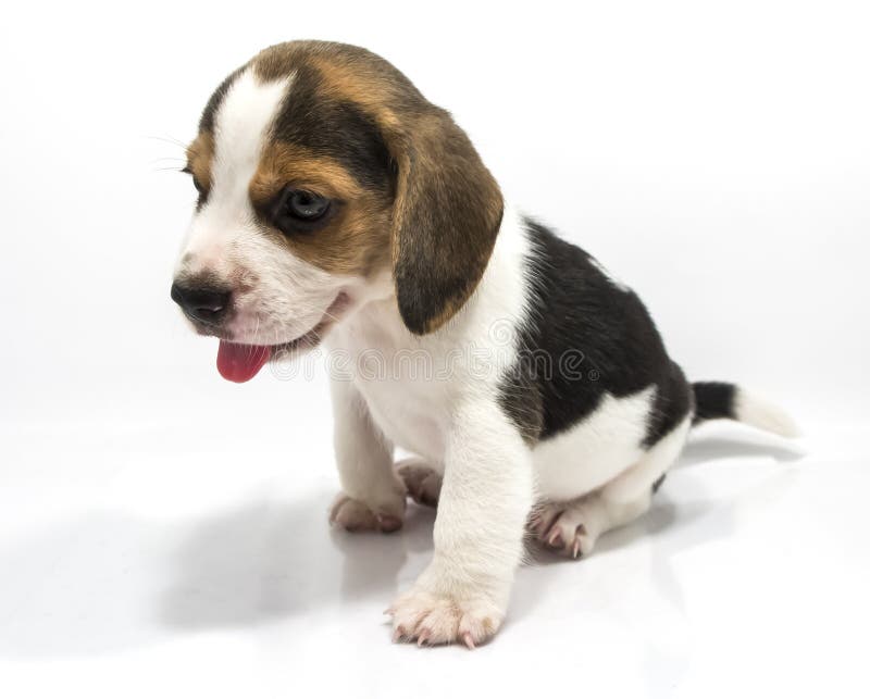 Beagle pies biały tło zdjęcie stock. Obraz złożonej z mały - 33056190