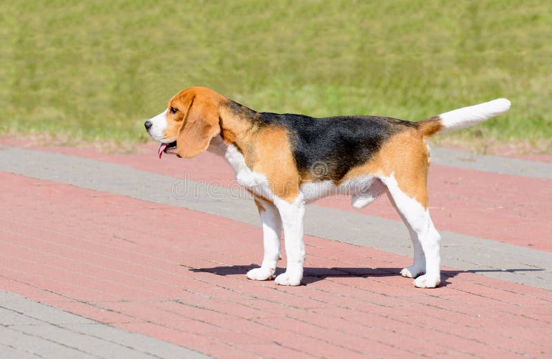 Beagle pies w profilu zdjęcie stock. Obraz złożonej z rozkaz - 112775130