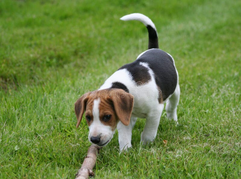 Go Beagle go stock image. Image of purebread, small, beagle - 804505