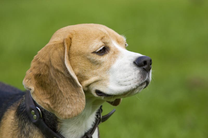 Beagle Portrait stock image. Image of bred, face, female - 16120817