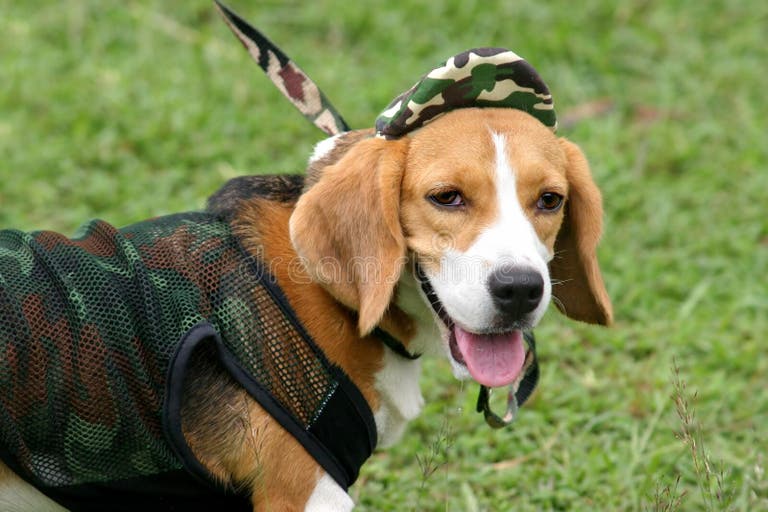 Beagle portrait stock photo. Image of leashed, droopy, panting - 190464