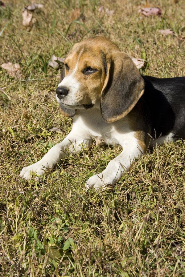 Beagle Portrait stock image. Image of puppy, relaxed, black - 3909183