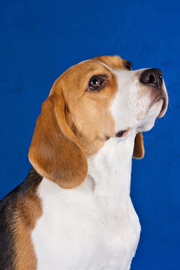 Beagle dog portrait stock photo. Image of hound, wallpaper - 47628960