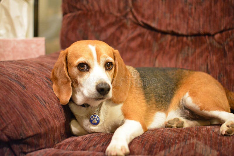 Beagle Portrait stock photo. Image of brown, halo, white - 58528440