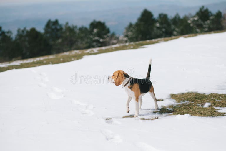 Beagle pose stock image. Image of sitting, green, hold - 35179379