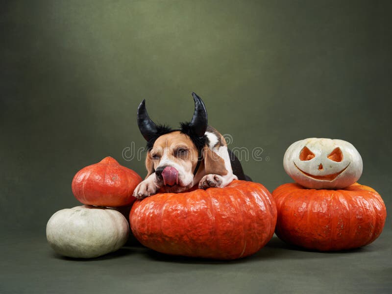 Beagle on Pumpkins in Black Devilish Horns. Dog with Festive Halloween ...