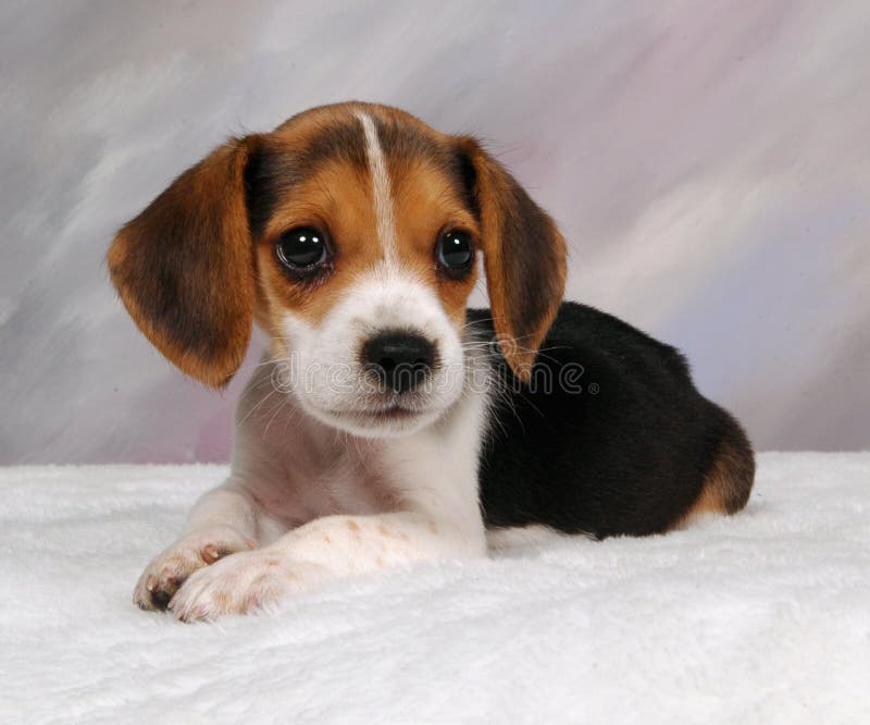 Beagle Pup stock image. Image of pose, animal, male, paws - 1274631