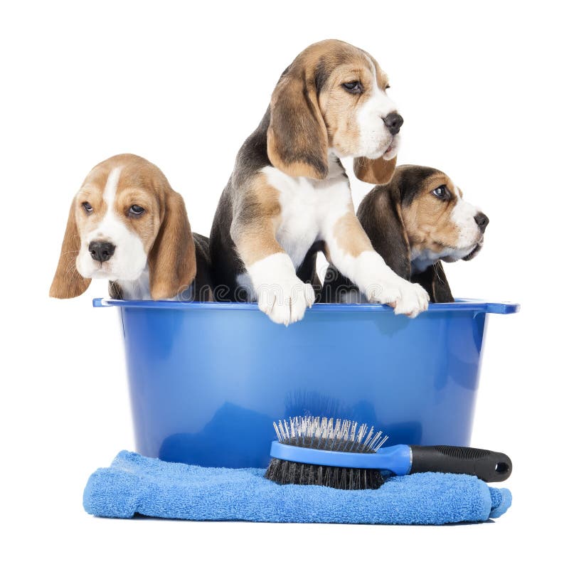Beagle Wash Basin Stock Photos - Free & Royalty-Free Stock Photos from ...