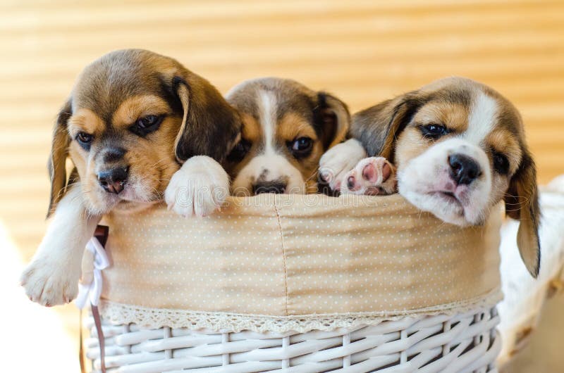 Beagle puppies stock photo. Image of gift, beagle, friend - 229179444