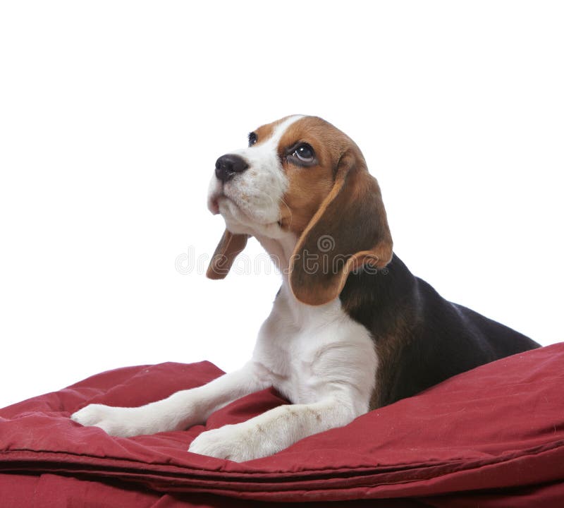 Beagle puppy stock photo. Image of beagle, ears, puppy - 22724842