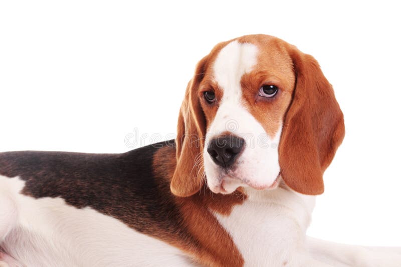 Wren the super beagle stock photo. Image of beagle, furry - 206076