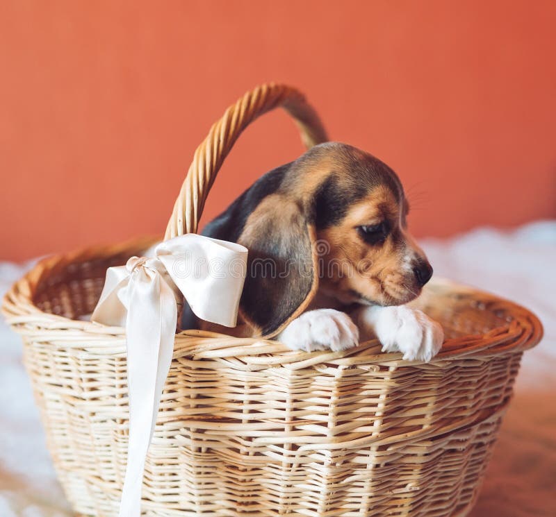 Beagle Puppy in the Basket at Home. Stock Image - Image of lovely ...