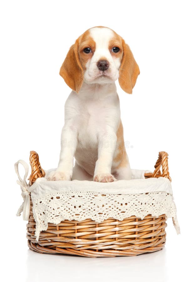 Beagle Dog in Studio on a White Background Stock Image - Image of ...