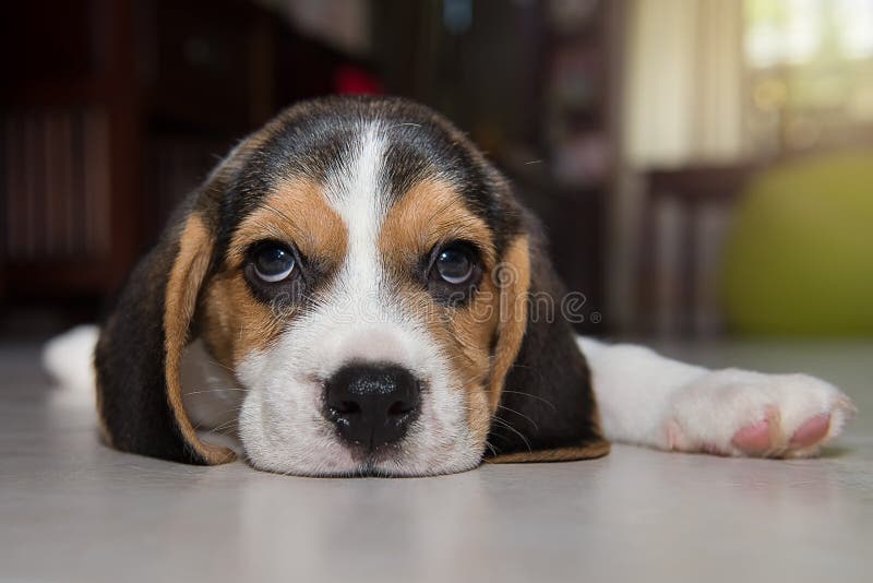 Beagle puppy, beagle stock image. Image of looking, cute - 69855719