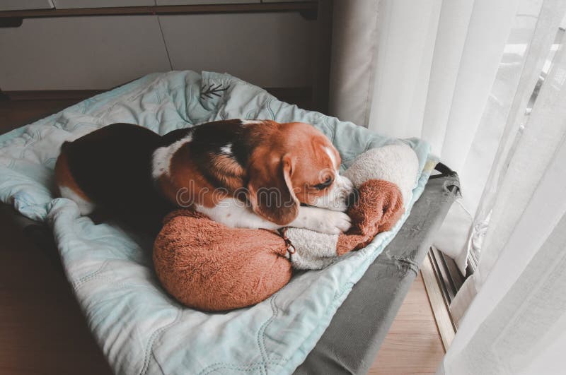 Is It Normal For Beagle Puppies To Bite