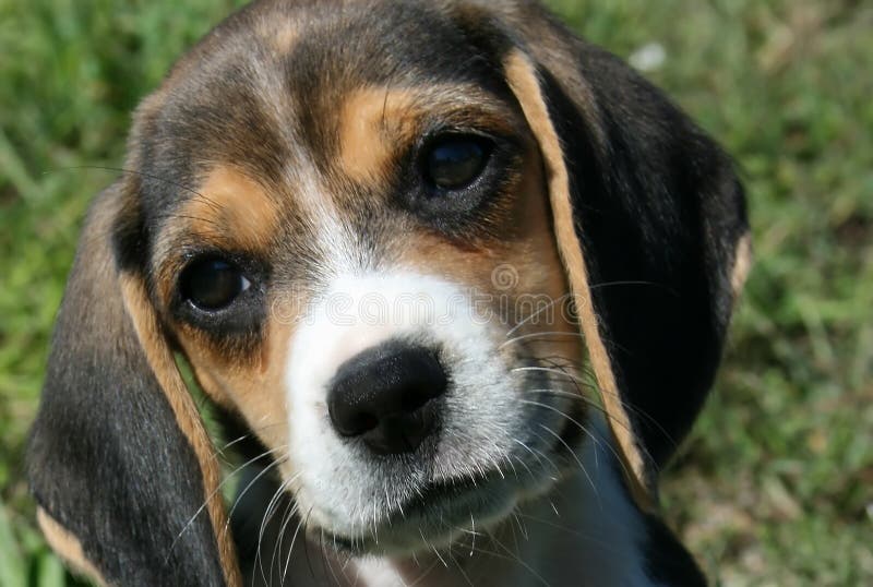 Beagle Puppy Black & Tan Stock Photo - Image of canine, tilt: 3575408
