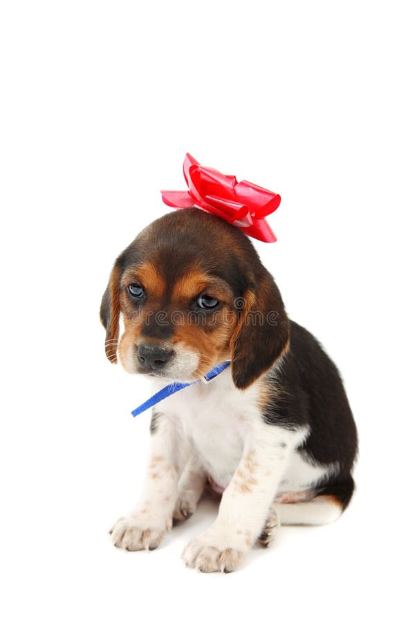 Beagle Puppy with a Bow on Her Head Stock Image - Image of pedigree ...