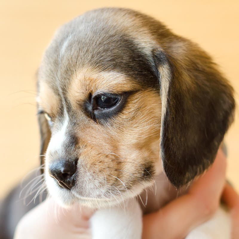 Beagle puppy stock photo. Image of cute, ears, breed - 198257220