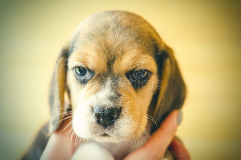 Beagle puppy stock image. Image of beagle, pedigreed - 166049631
