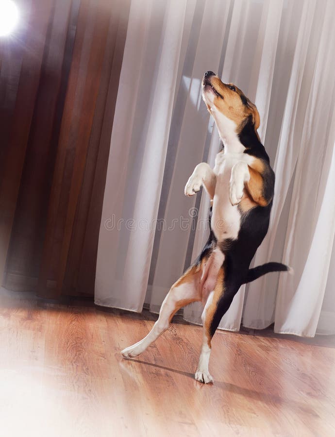 Puppy dancing stock image. Image of animal, baby, orange - 24496205