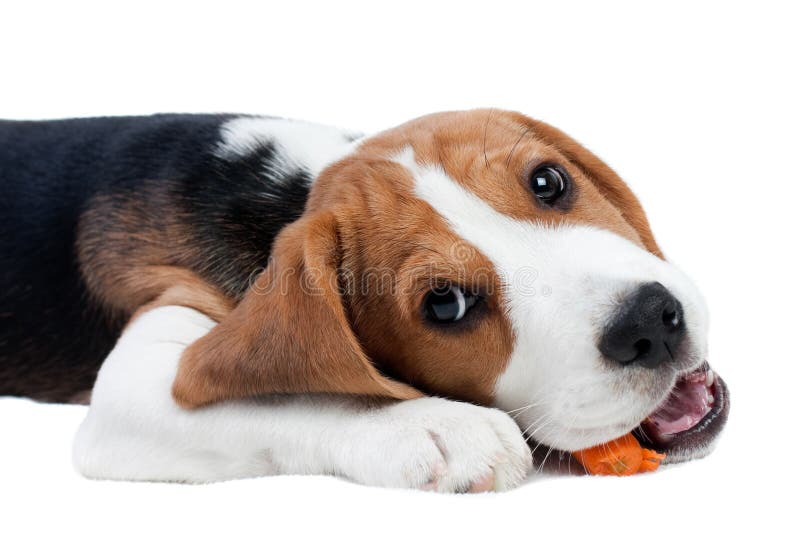 Beagle puppy eating stock photo. Image of nose, brown - 13579934